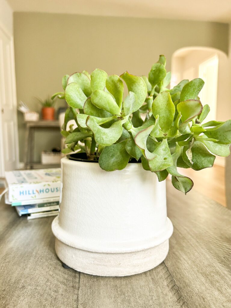 Meet My Plant Babies and Grab Your Plant Care Profiles - Julicia Rose